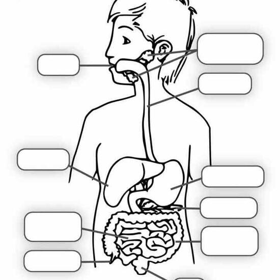 El aparato digestivo | Mediateca de EducaMadrid